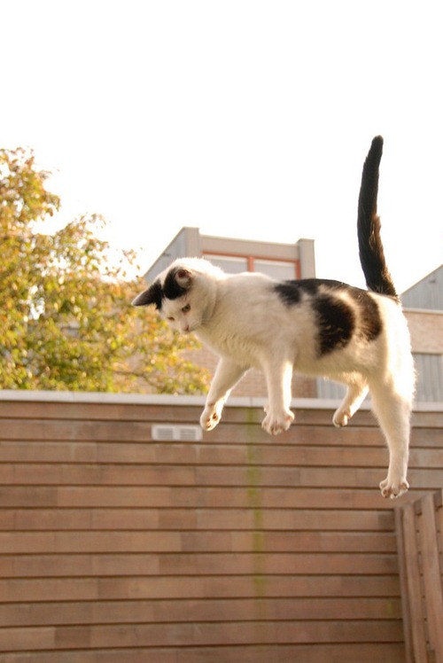 Funniest Pets: 23 amazing pictures of flying animals (dog can fly)